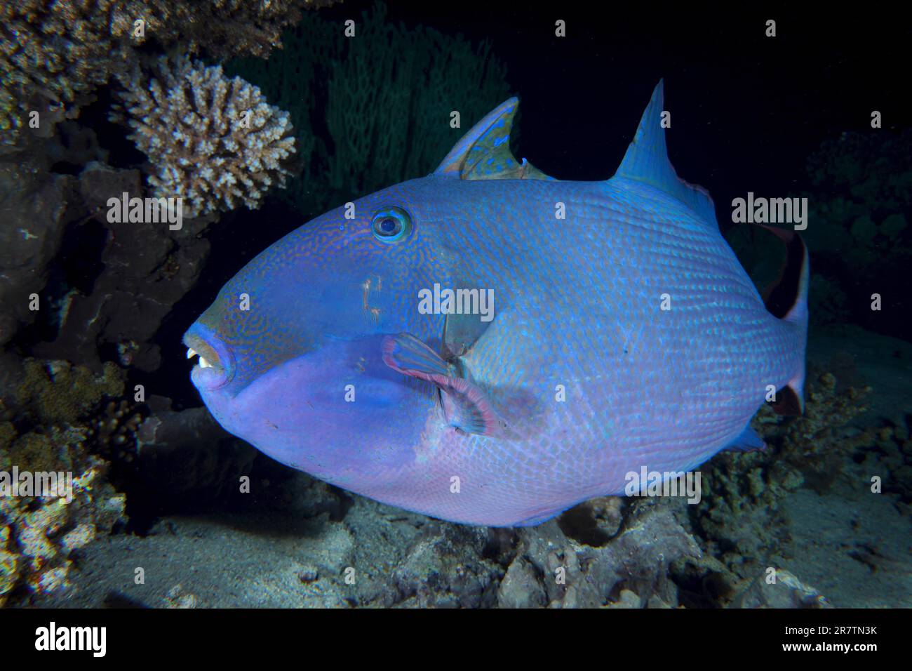 Blue triggerfish (Pseudobalistes fuscus) at night. Dive site Gordon ...