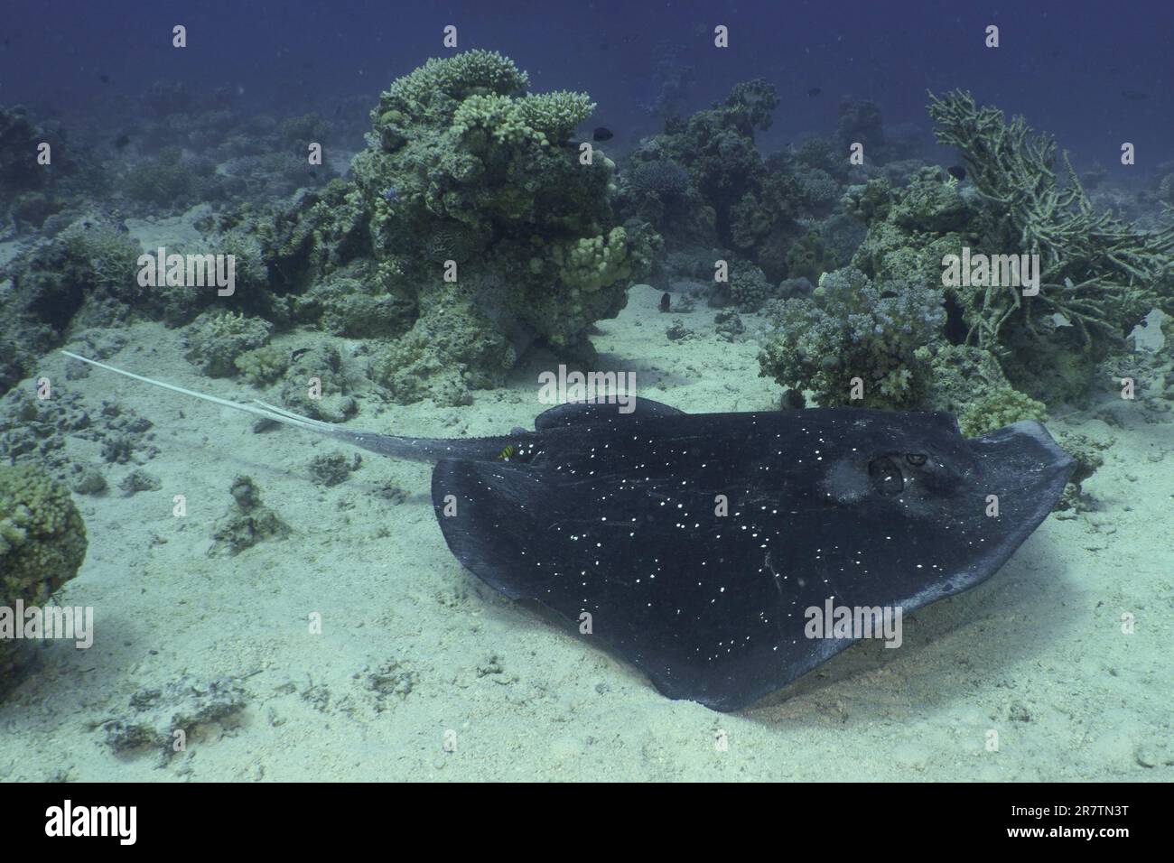Blackspotted stingray (Taeniura meyeni), Shaab El Erg dive site ...