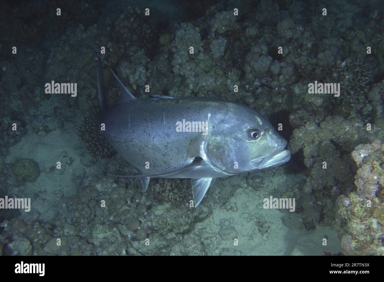 Giant trevally (Caranx ignobilis) hunting at night, Shaab Mahmoud dive ...