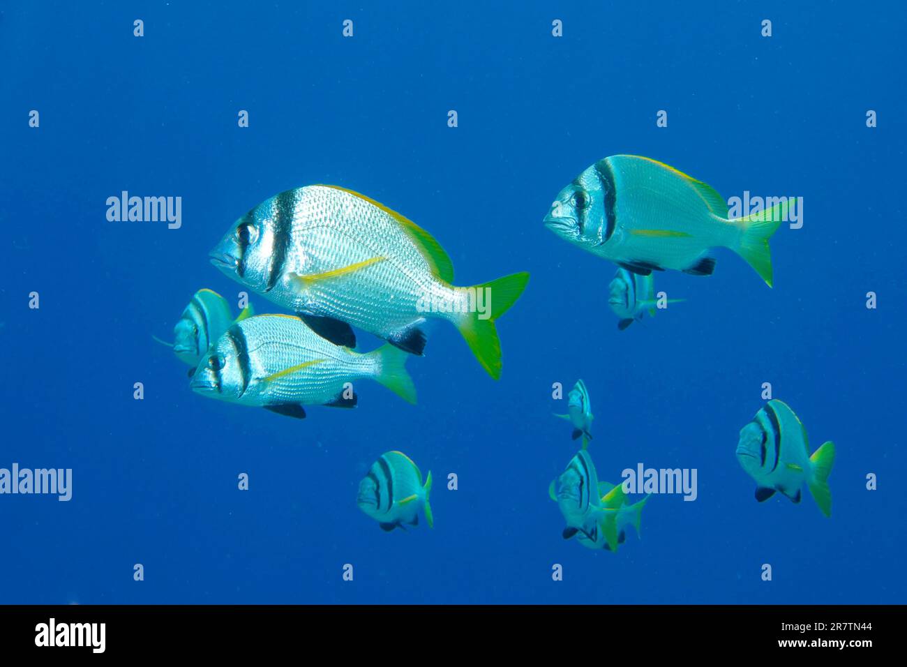 Shoal, Group of Double Banded Sea Bream (Acanthopagrus bifasciatus ...