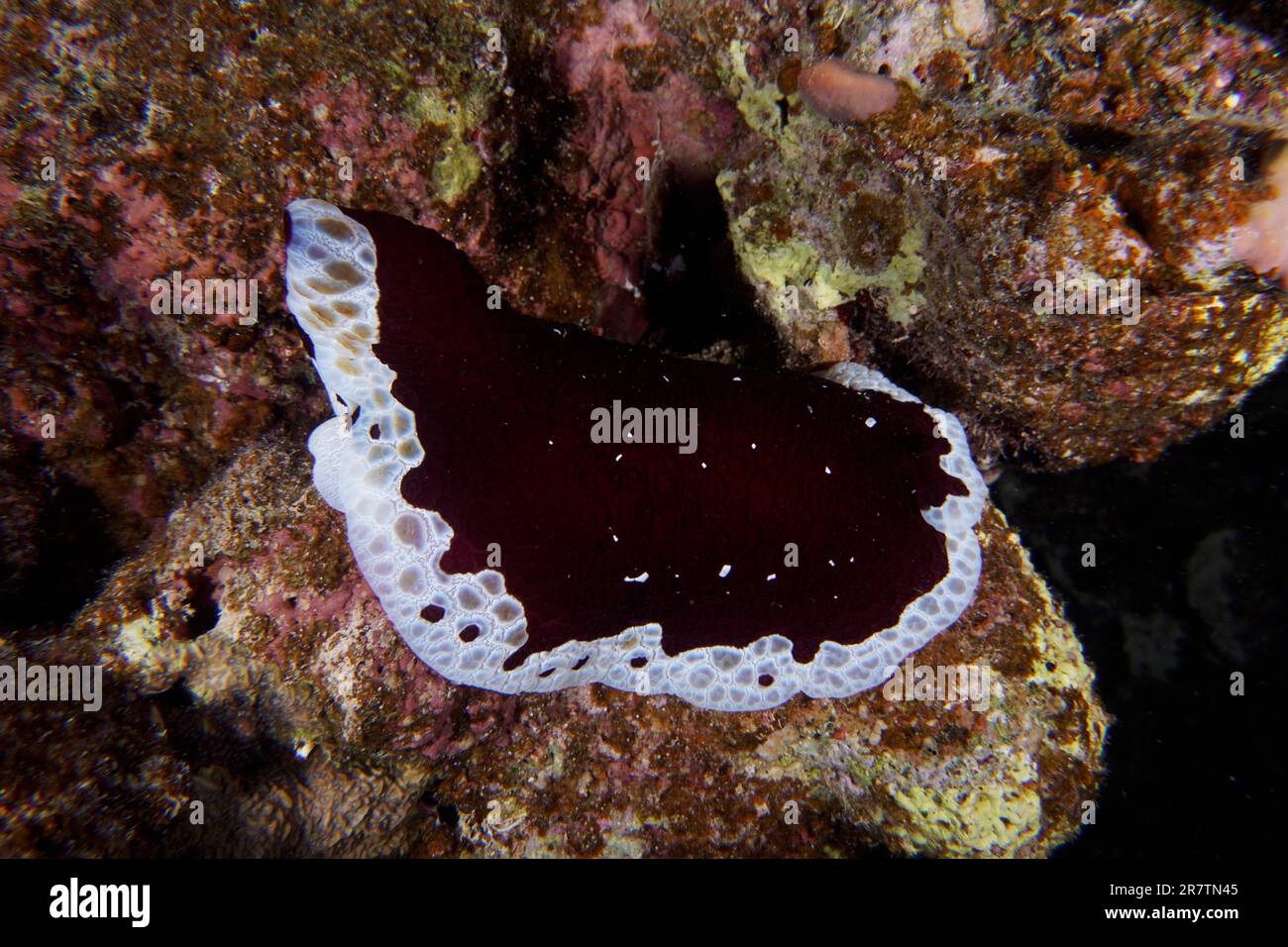Large sofa cushion snail (Pleurobranchus grandis) at night. Dive site ...