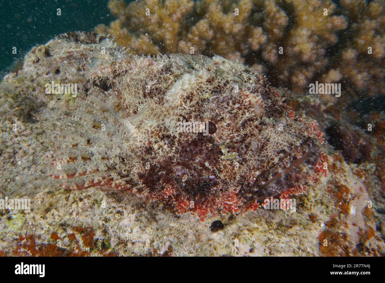 Tassled scorpionfish (Scorpaenopsis oxycephala), House Reef dive site ...