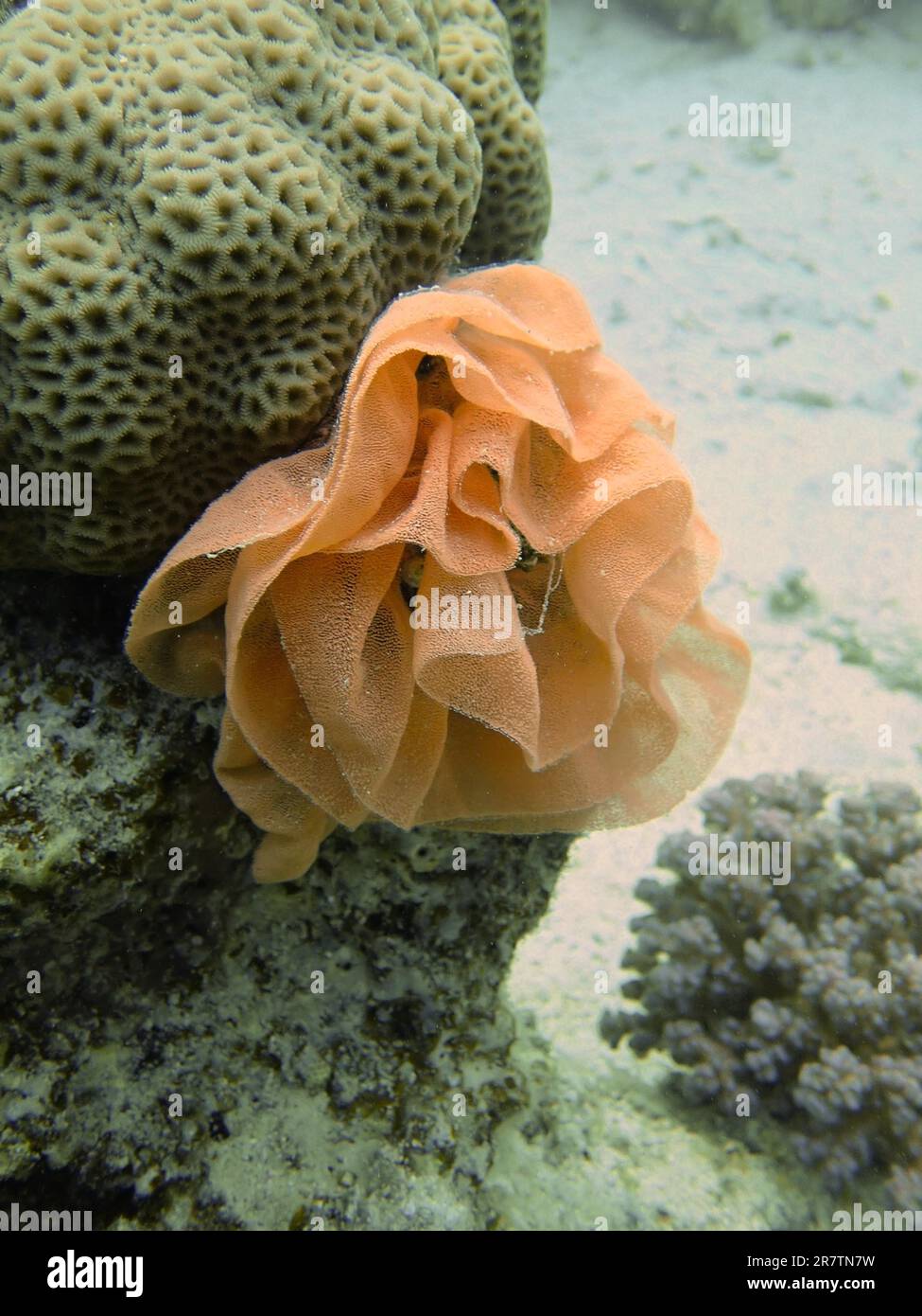 Spawn of Spanish Dancer (Hexabranchus sanguineus), Dive Site House Reef ...