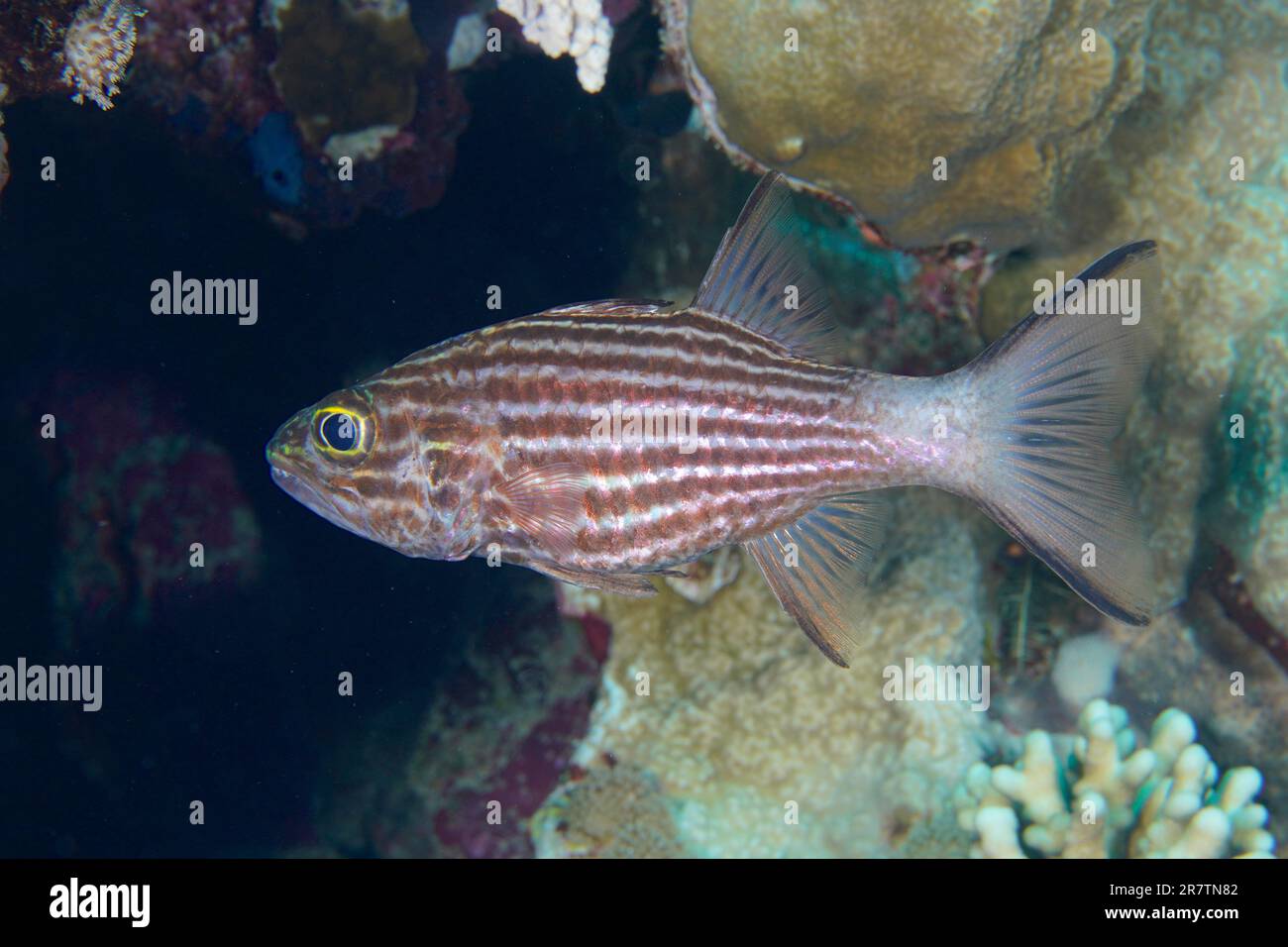 Largetoothed cardinalfish (Cheilodipterus macrodon), Dive Site House ...