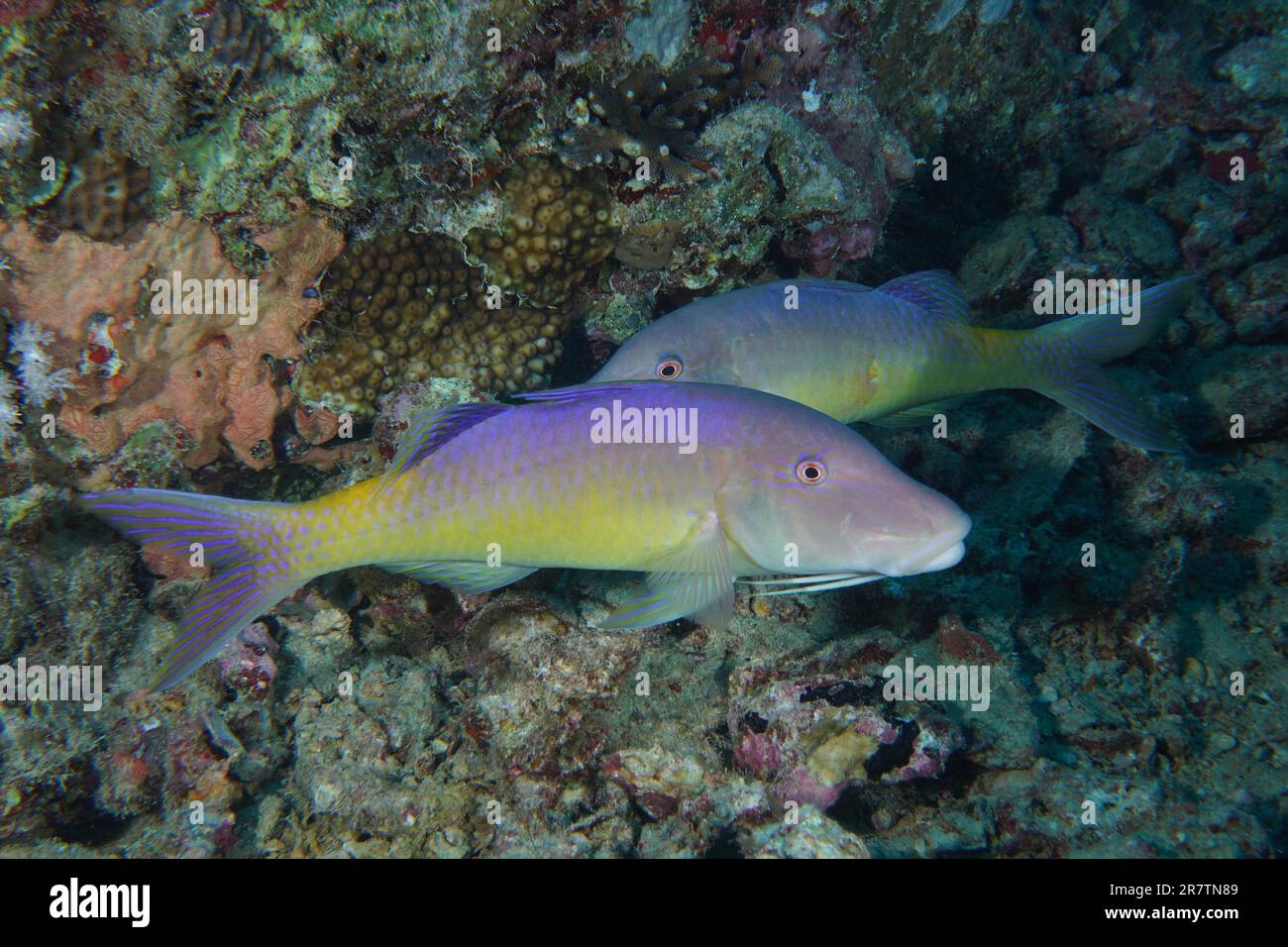 Lemon barb (Parupeneus cyclostomus), Ras Mohammed National Park dive ...