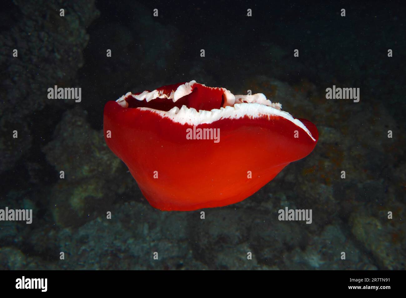 Free swimming Spanish dancer (Hexabranchus sanguineus) at night. Dive ...