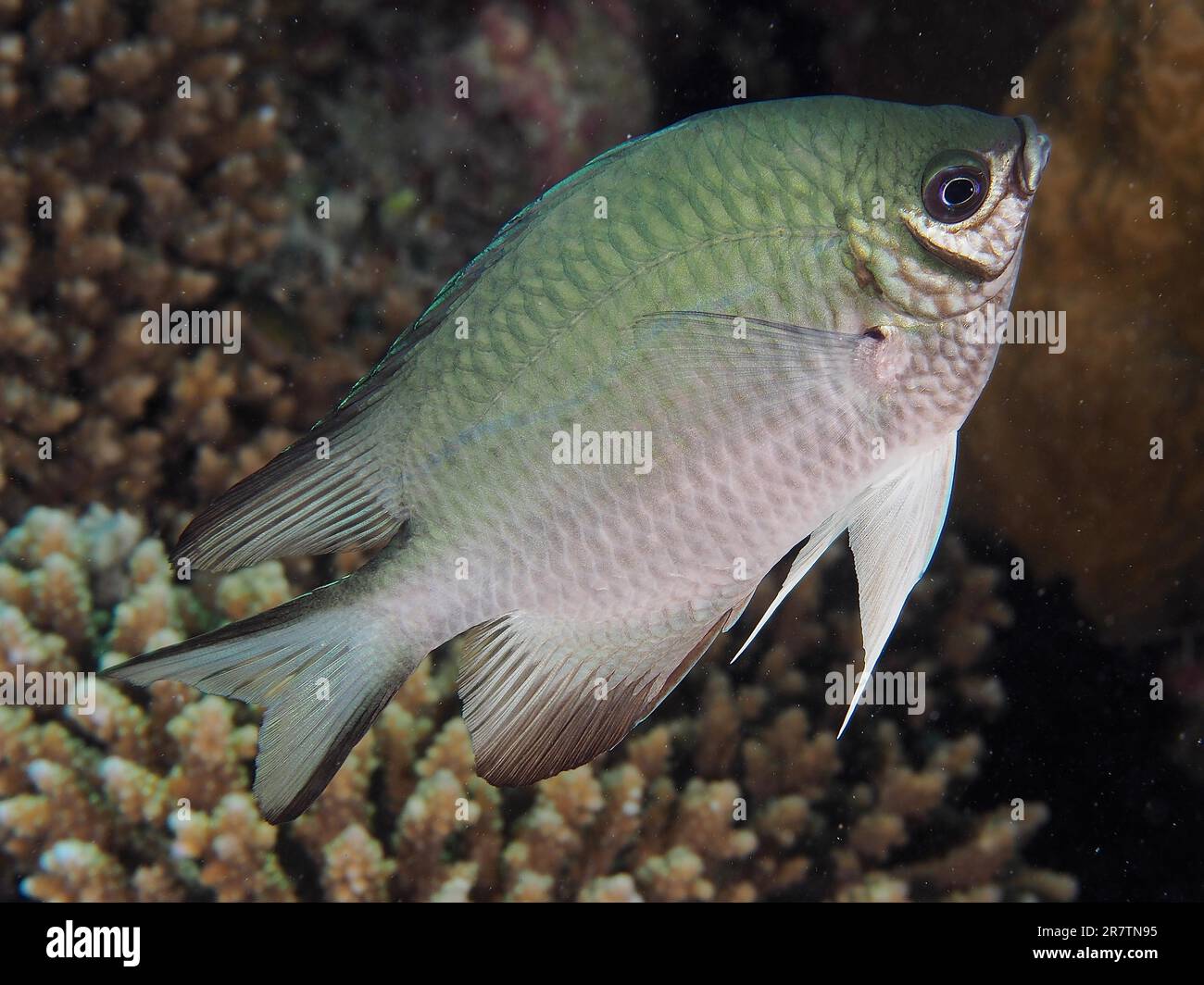 Maldives damselfish (Amblyglyphidodon indicus), House Reef dive site ...