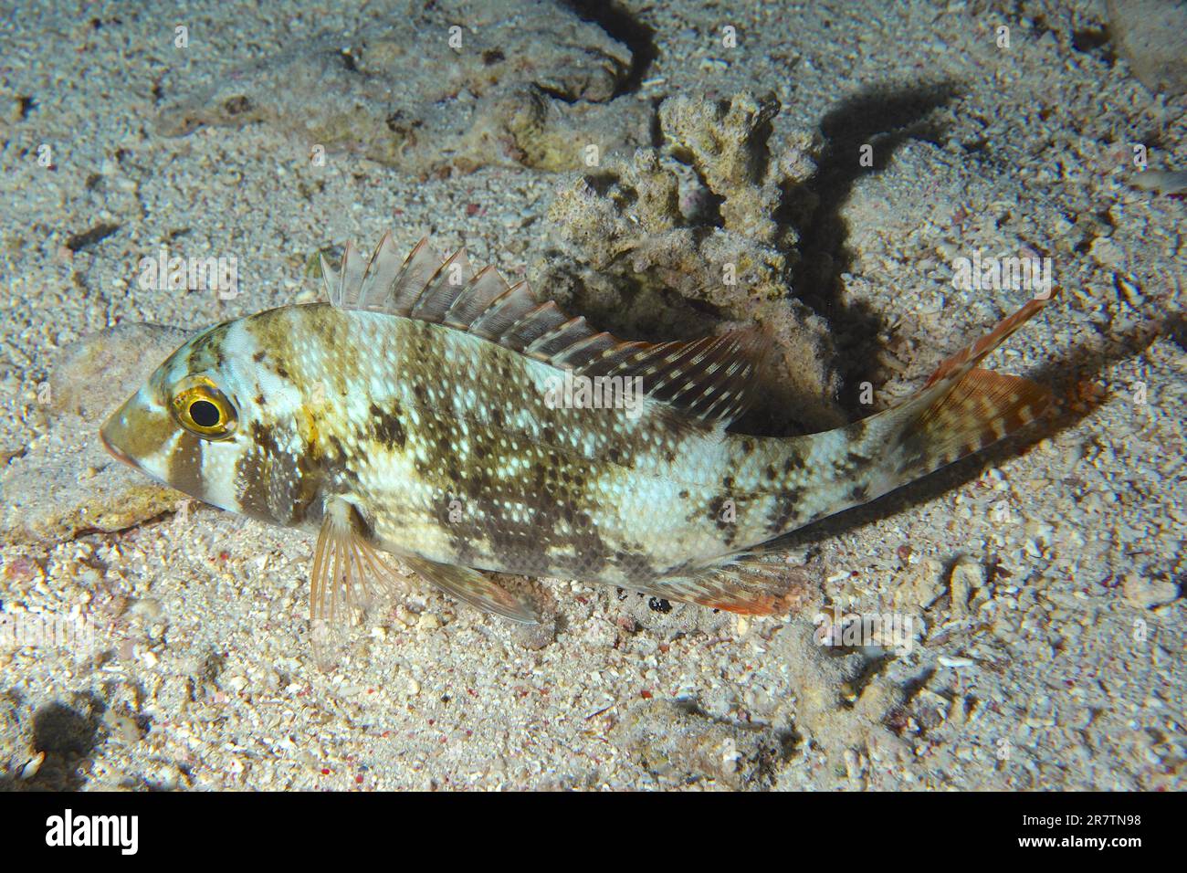 Blunt-nosed road sweeper (Lethrinus borbonicus), bony fish, Gordon Reef ...