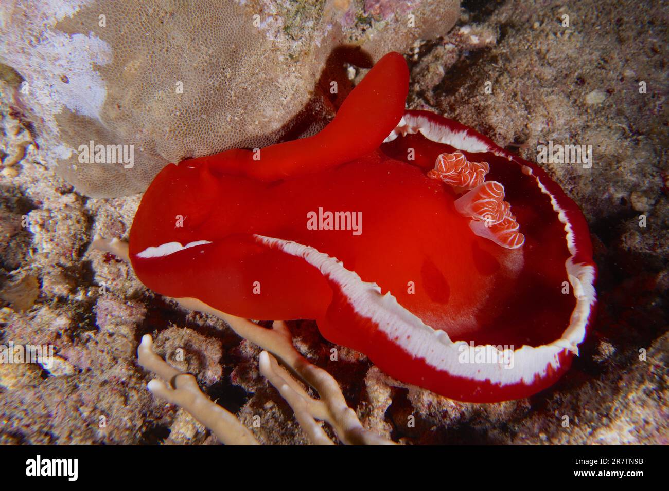 Spanish dancer (Hexabranchus sanguineus) at night. Dive site Abu Dabab ...