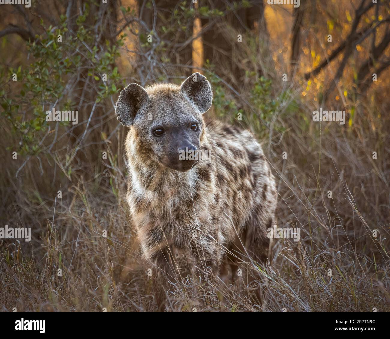 A solitary spotted hyena stands in a bed of tall grass in Kruger ...