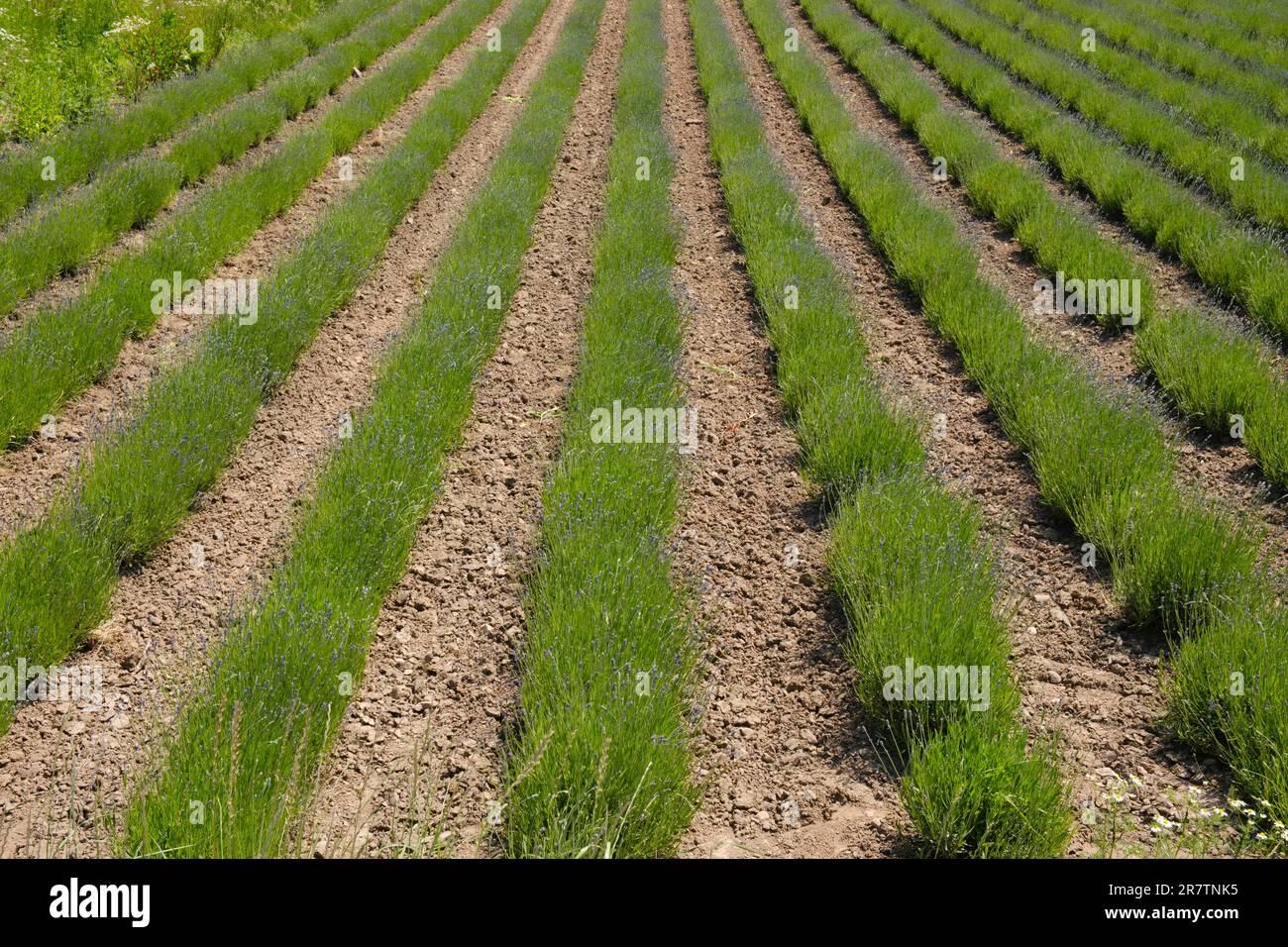 Field with rows of lavender (Lavandula angustifolia), State Garden Show ...
