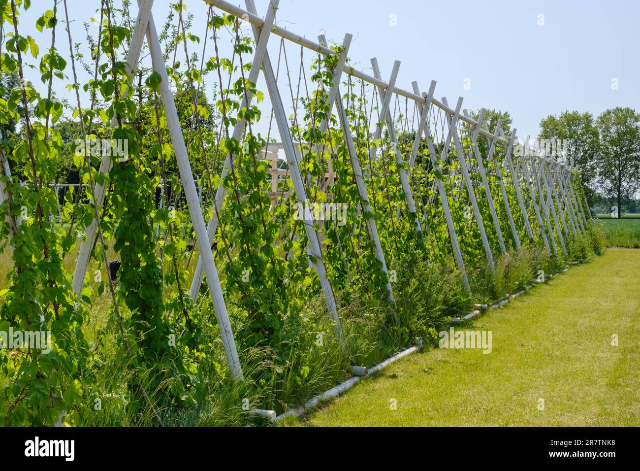 Scaffolding trellis with common hop (Humulus lupulus), hop cultivation ...