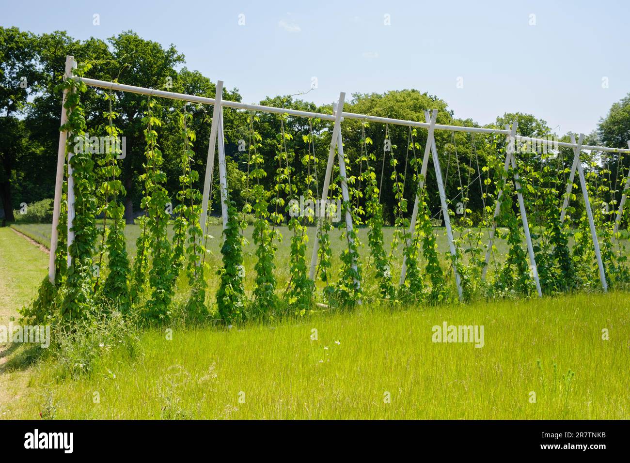 Scaffolding trellis with common hop (Humulus lupulus), hop cultivation ...