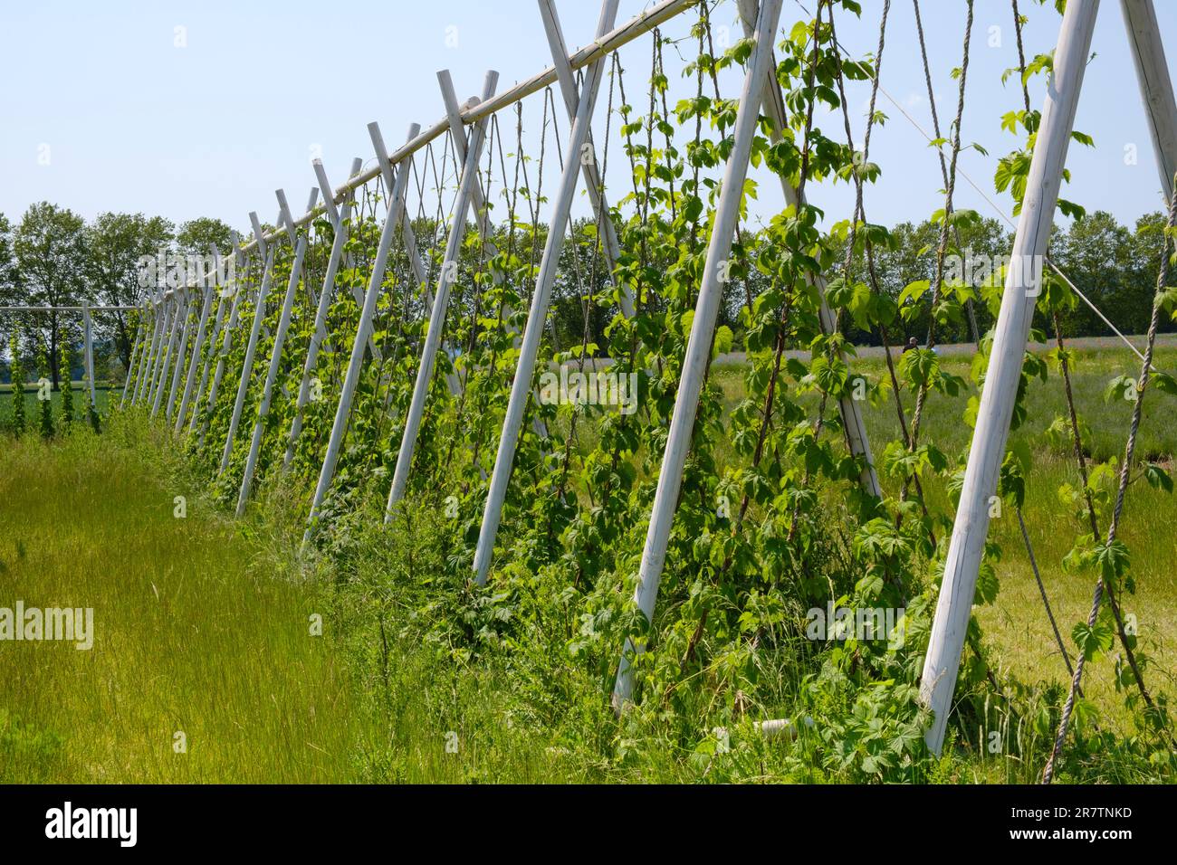 Scaffolding trellis with common hop (Humulus lupulus), hop cultivation ...