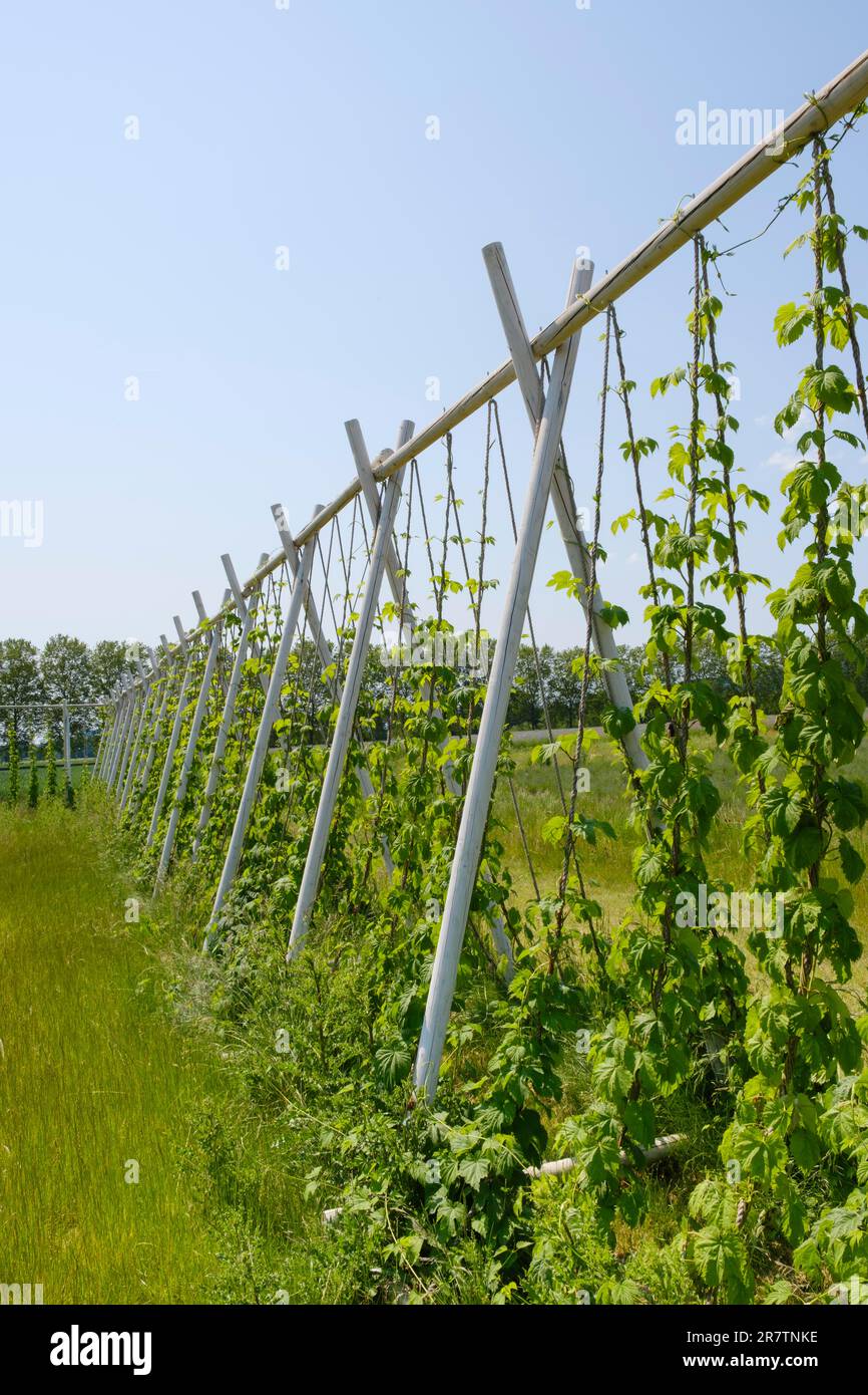 Scaffolding trellis with common hop (Humulus lupulus), hop cultivation ...