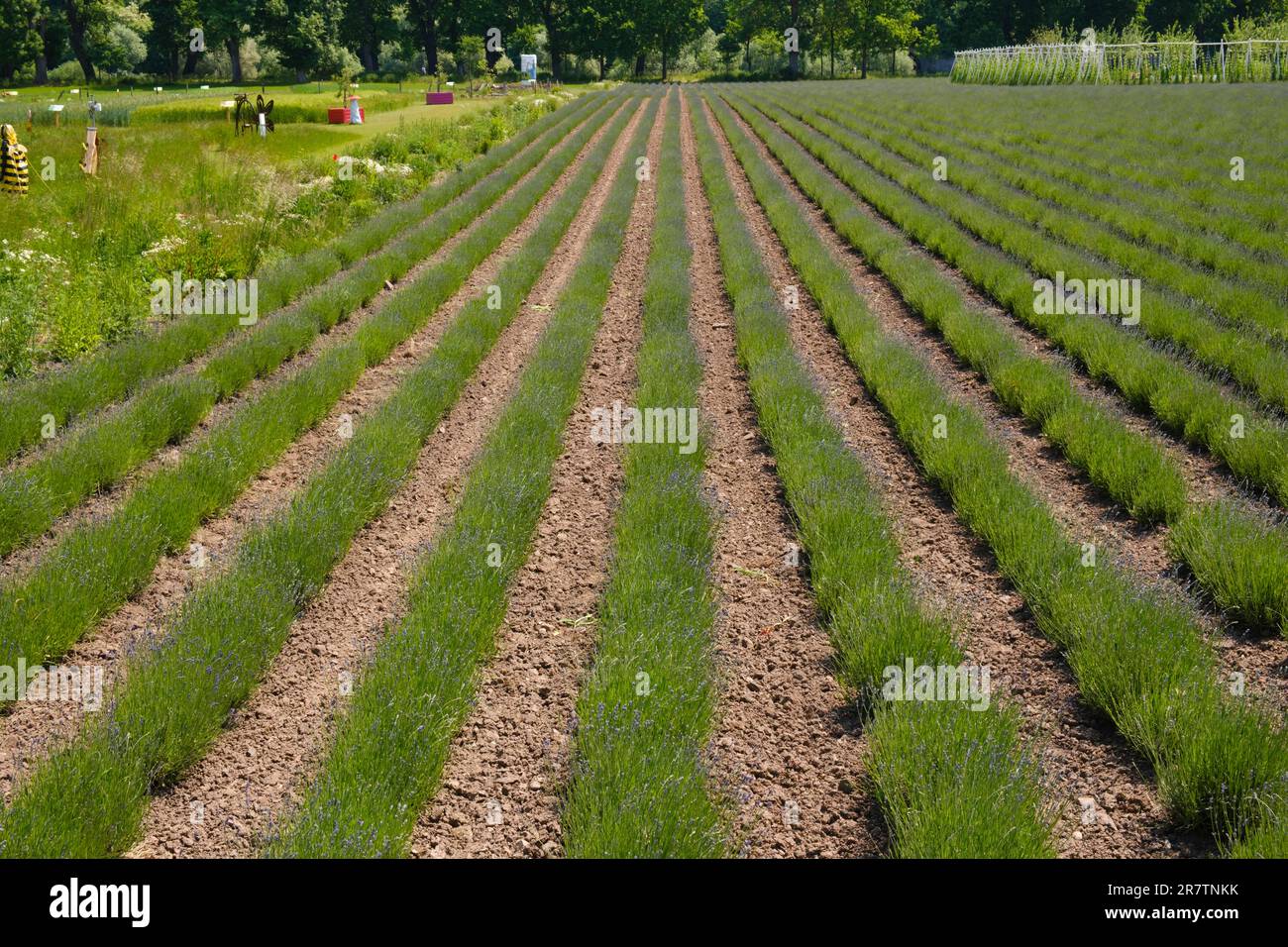 Field with rows of lavender (Lavandula angustifolia), State Garden Show ...