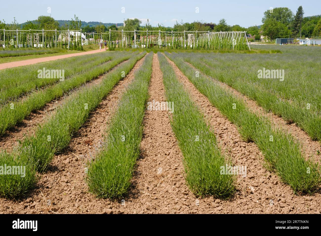 Field with rows of lavender (Lavandula angustifolia), State Garden Show ...