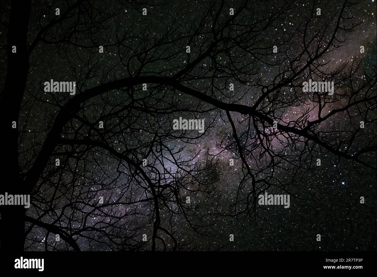 A spooky Halloween themed edit of a leafless tree in the foreground and ...