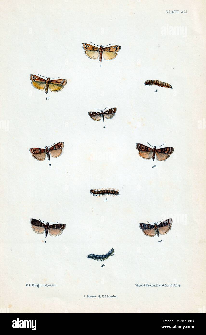 Charles golding barrett hi-res stock photography and images - Alamy