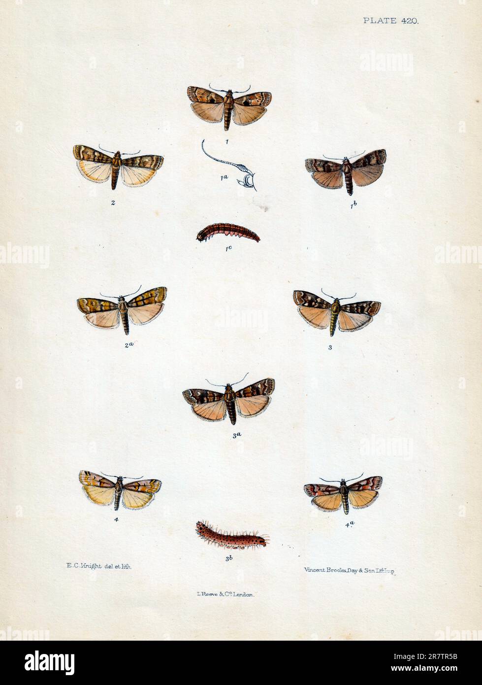 Charles Golding Barrett (1836-1904) - The Lepidoptera of the British ...
