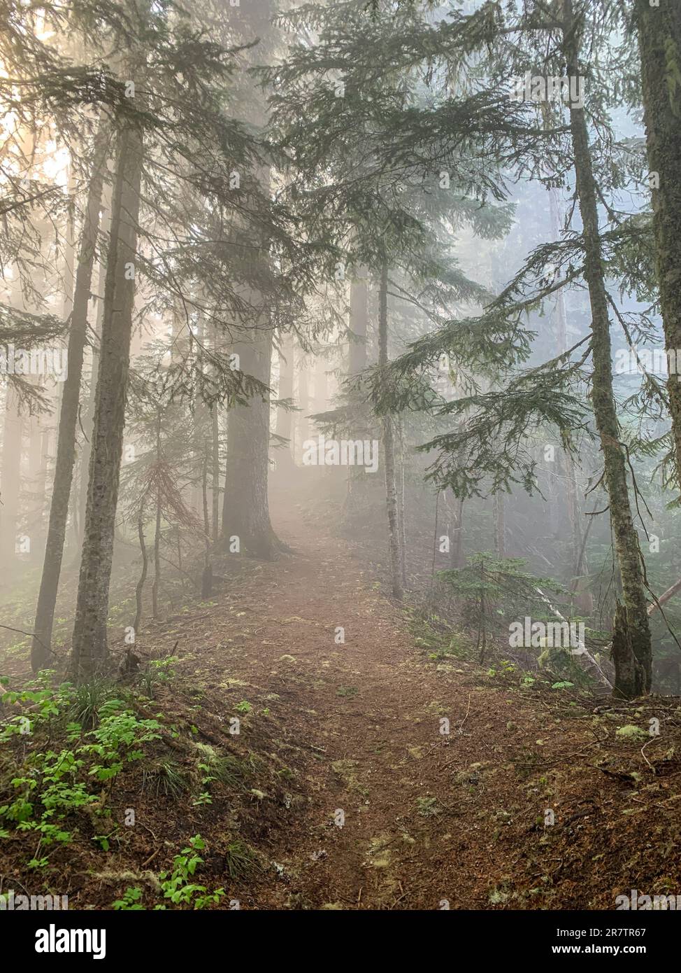 High Rock Lookout trail to view Mount Rainier in June Stock Photo - Alamy