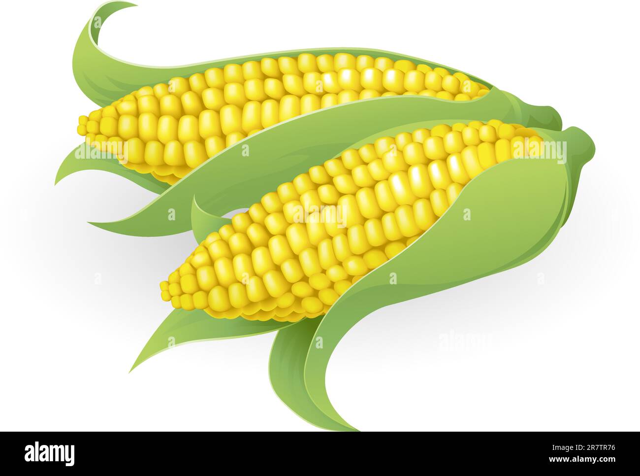 Close up sweetcorn Stock Vector Images - Alamy
