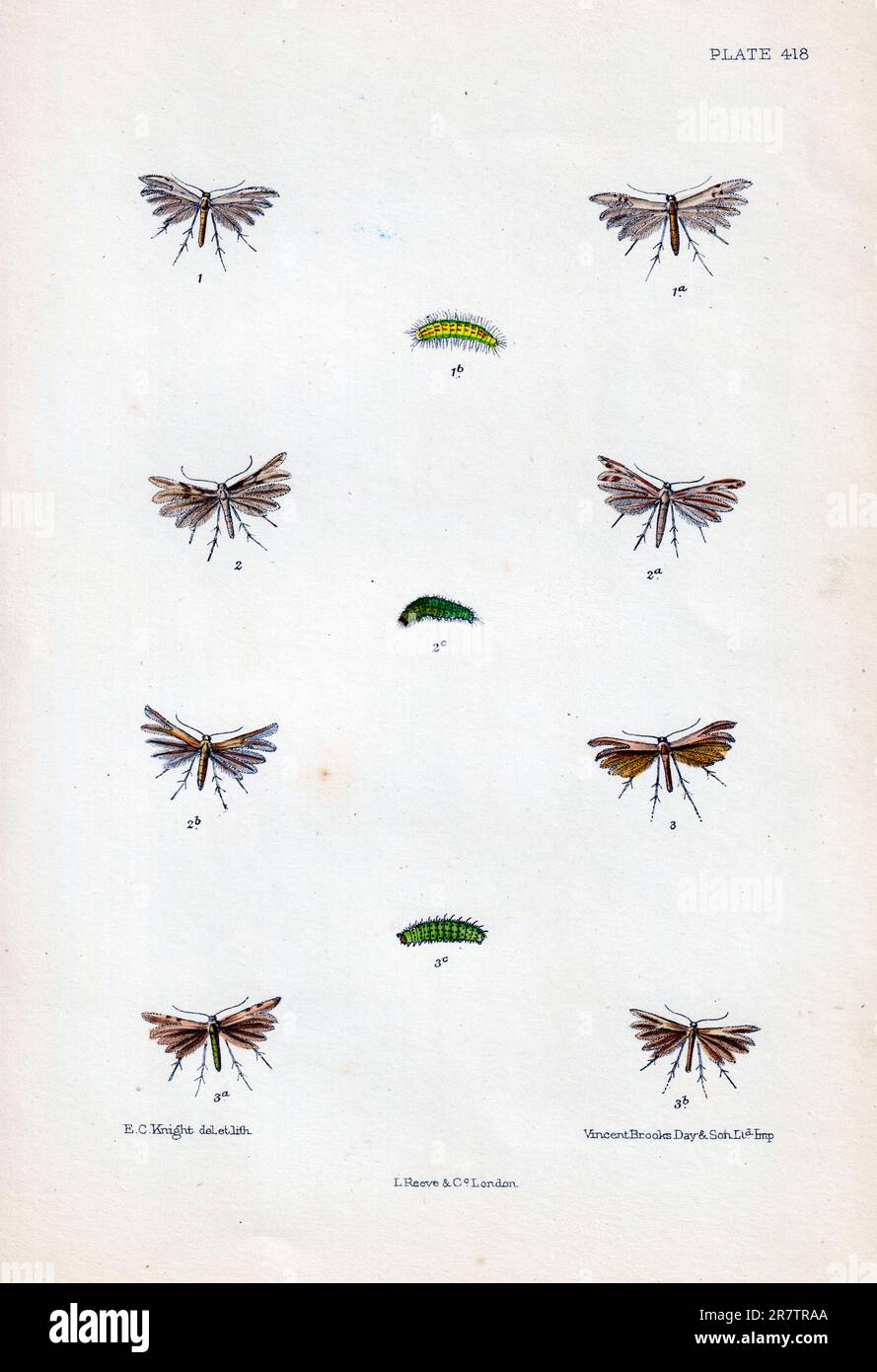 Charles golding barrett hi-res stock photography and images - Alamy