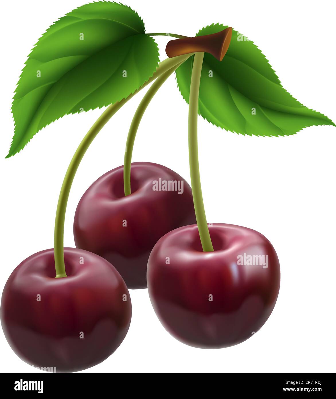 Illustration of a bunch of three cherries Stock Vector Image & Art - Alamy