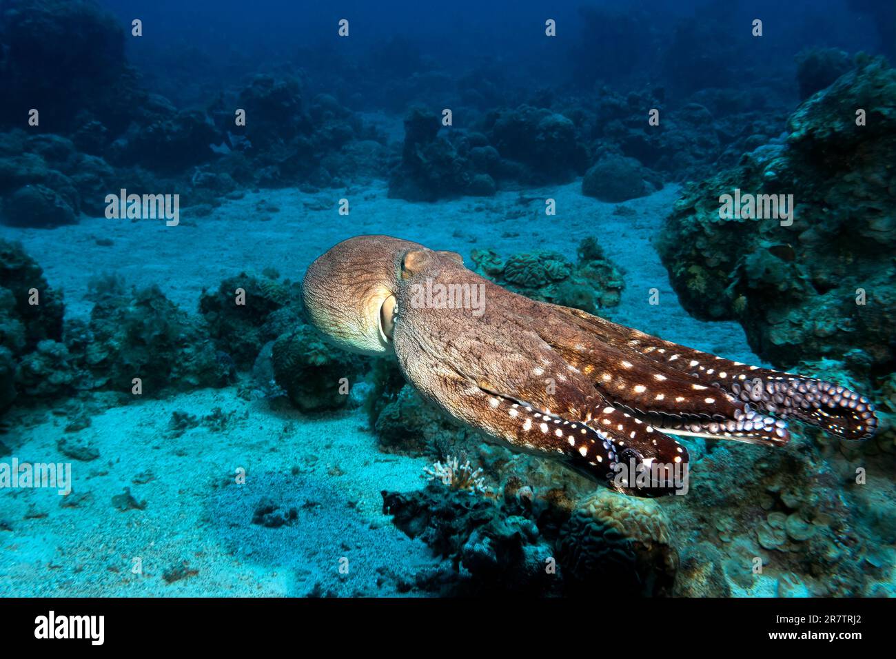 Octopus swimming hi-res stock photography and images - Alamy
