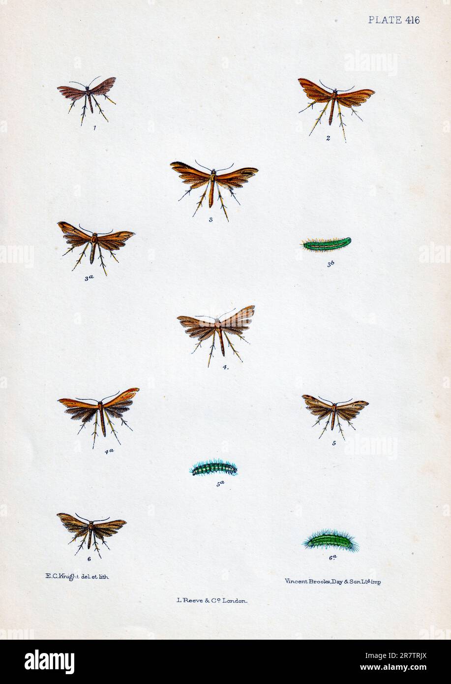 Charles golding barrett hi-res stock photography and images - Alamy