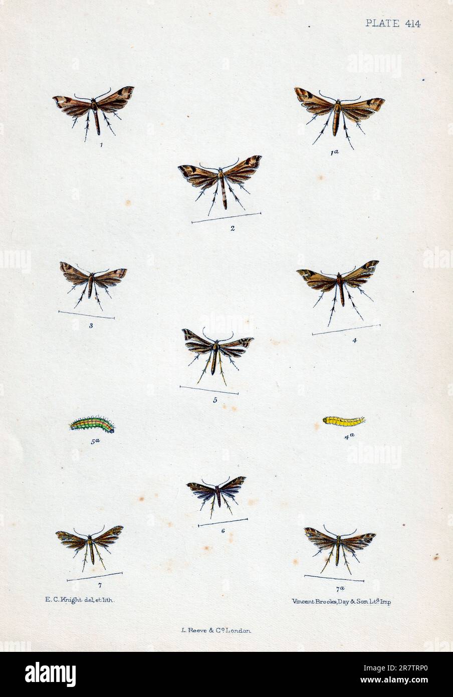 Charles Golding Barrett (1836-1904) - The Lepidoptera of the British ...