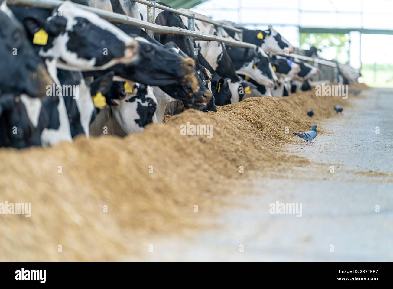farming, feeding cows in the modern farm yard Stock Photo - Alamy