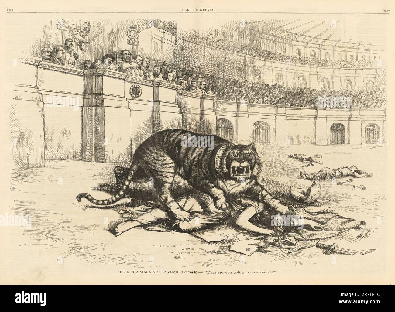 Tammany tiger hi-res stock photography and images - Alamy