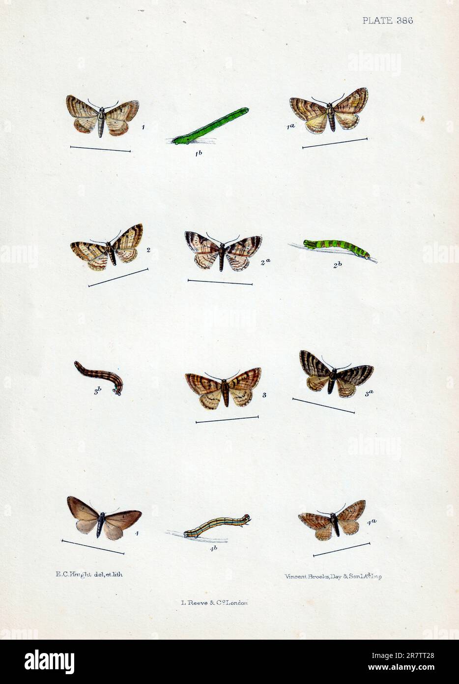 Charles Golding Barrett (1836-1904) - The Lepidoptera of the British ...