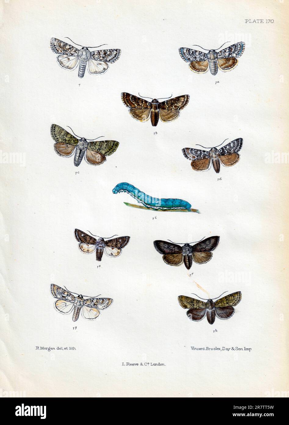 Charles golding barrett hi-res stock photography and images - Alamy