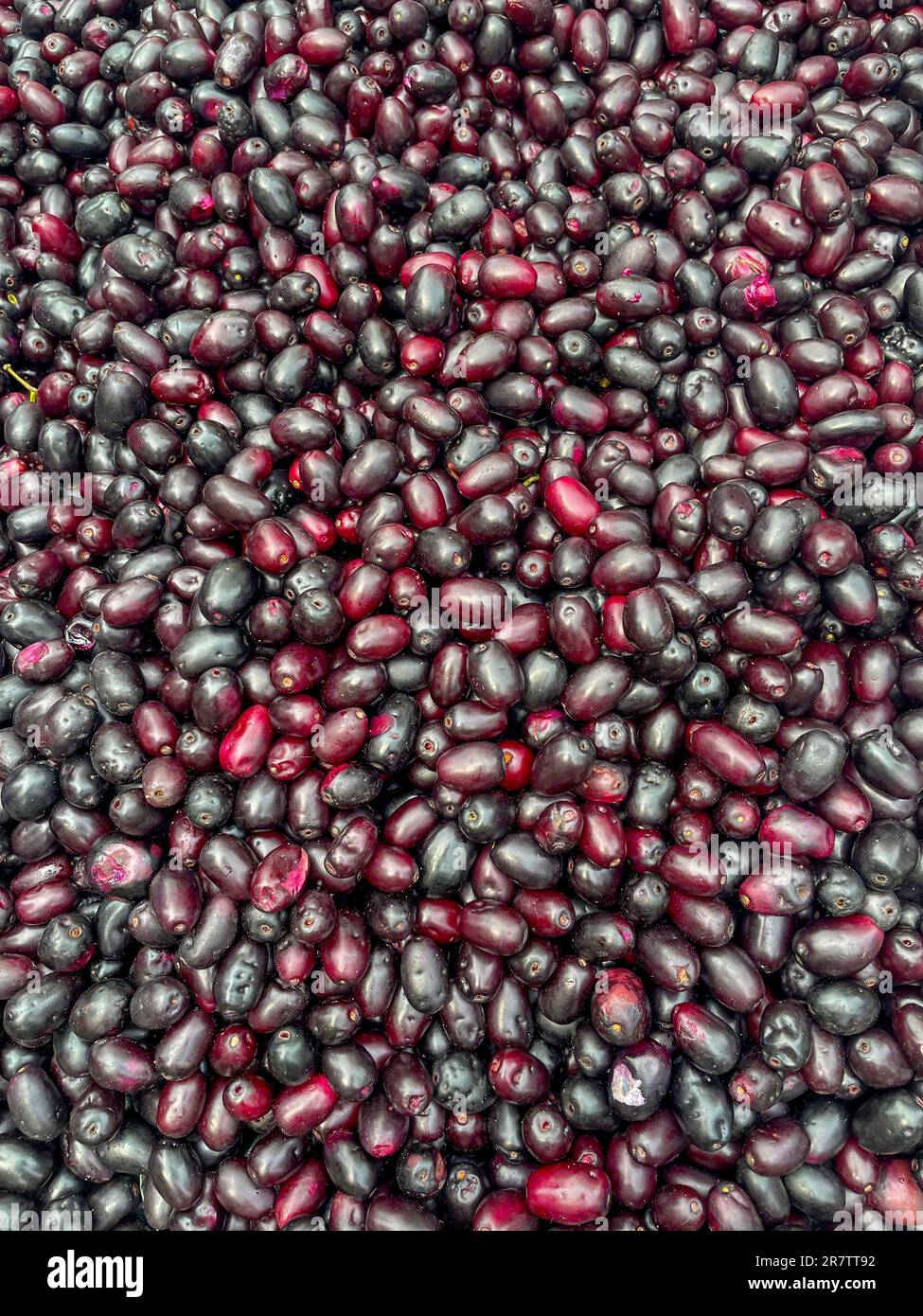 Syzygium cumini, commonly known as Malabar plum, Java plum, black plum ...