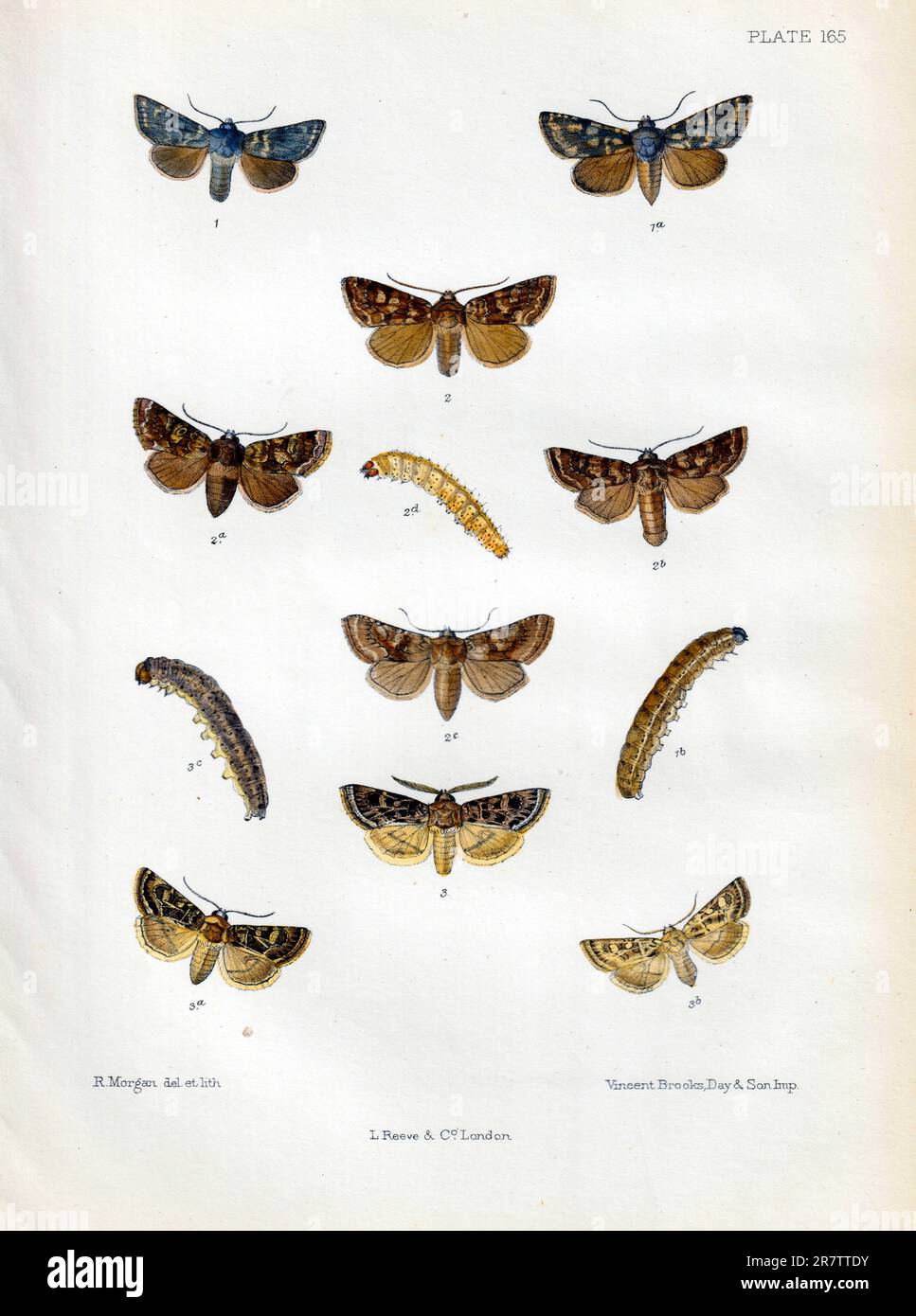 Charles golding barrett hi-res stock photography and images - Alamy