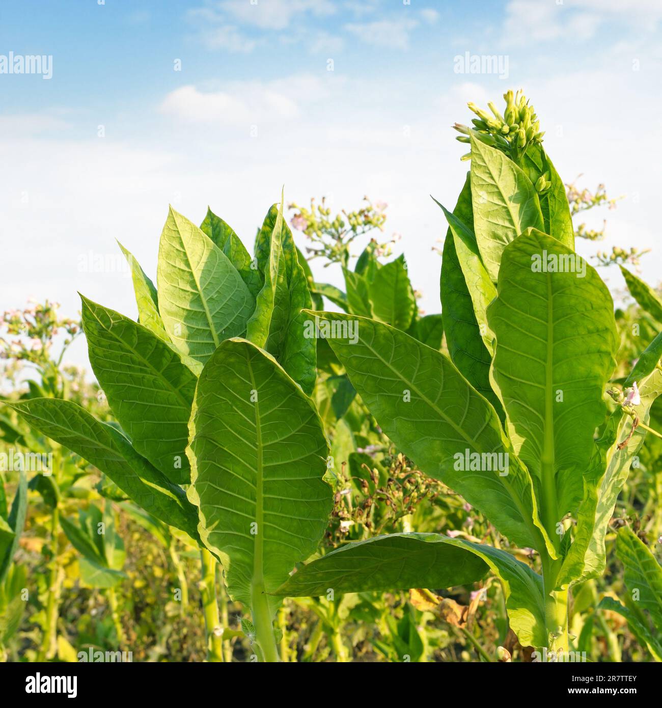 Tobacco farm land hi-res stock photography and images - Alamy