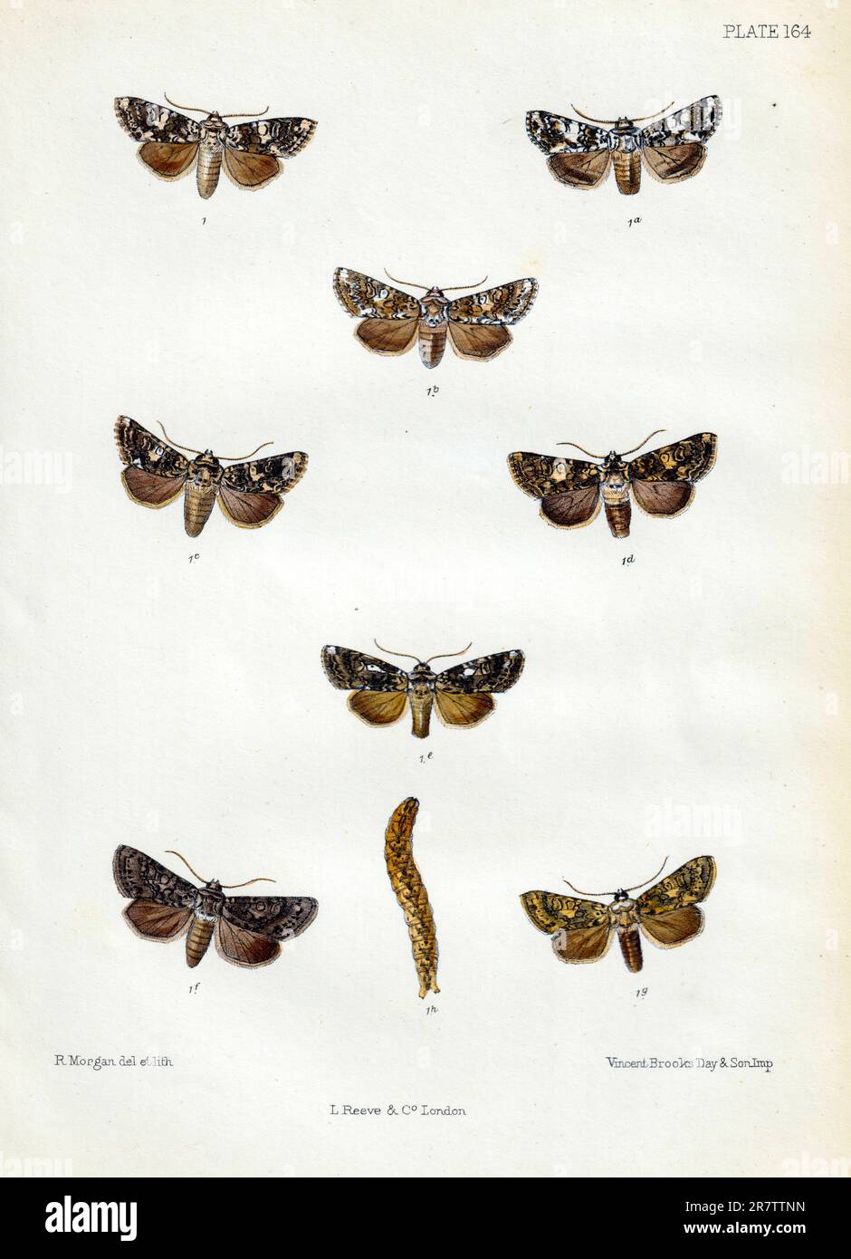 Charles Golding Barrett (1836-1904) - The Lepidoptera of the British ...