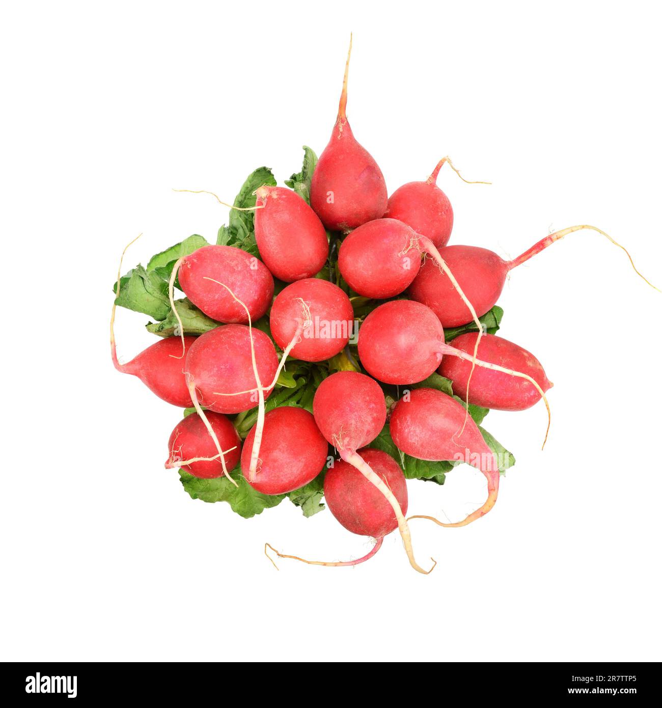 Red radish isolated on white background Stock Photo - Alamy