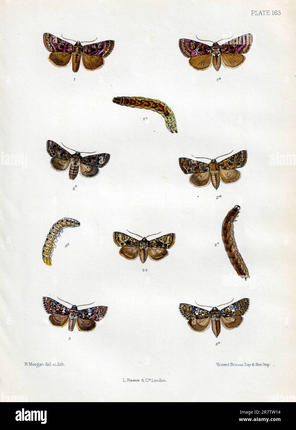 Charles Golding Barrett (1836-1904) - The Lepidoptera of the British ...