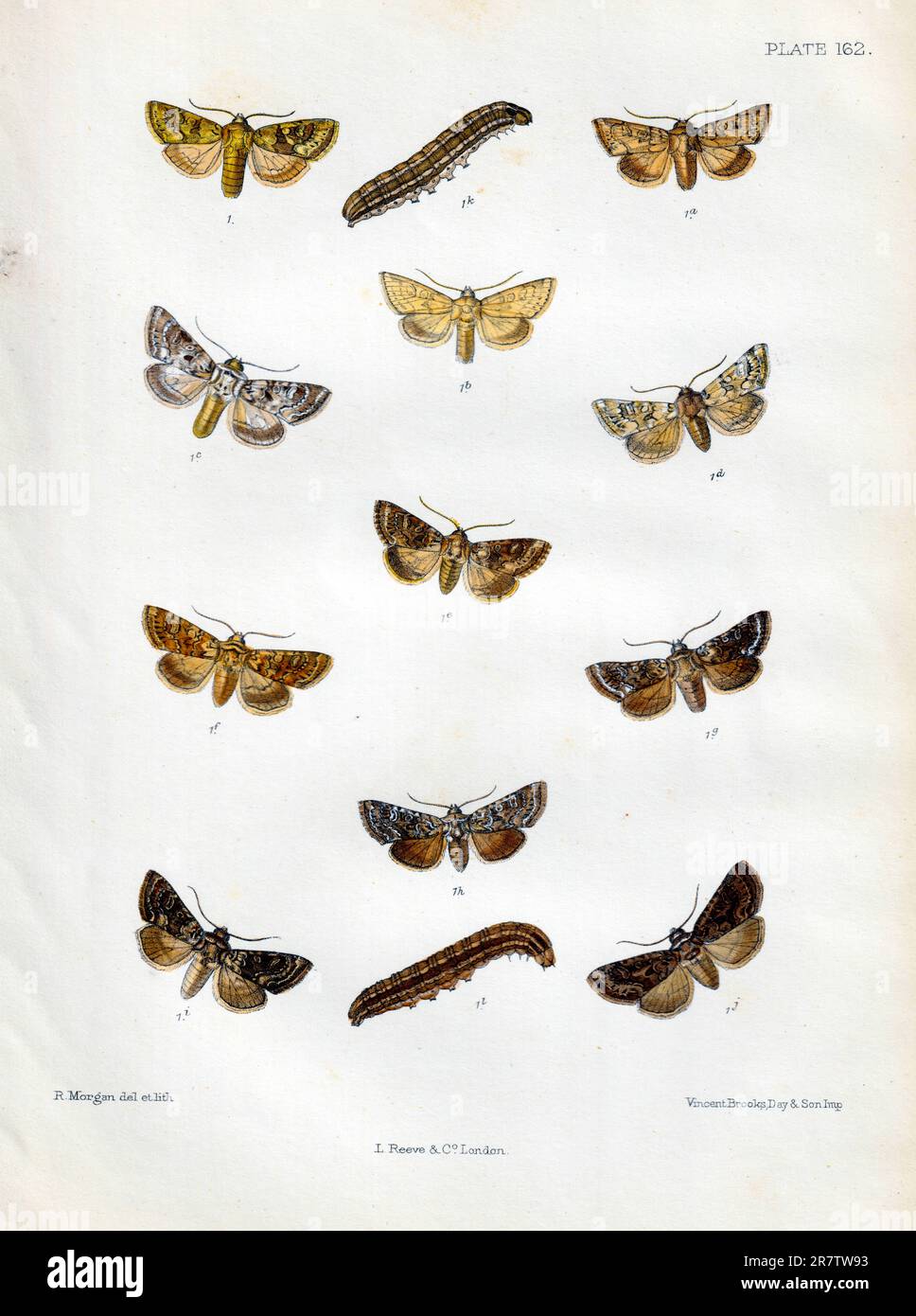 Charles Golding Barrett (1836-1904) - The Lepidoptera of the British ...
