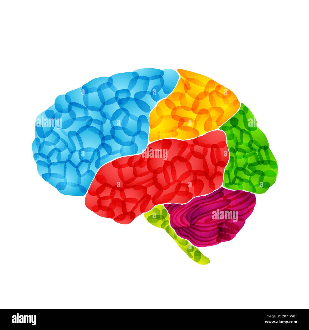 Lateral xray Stock Vector Images - Alamy