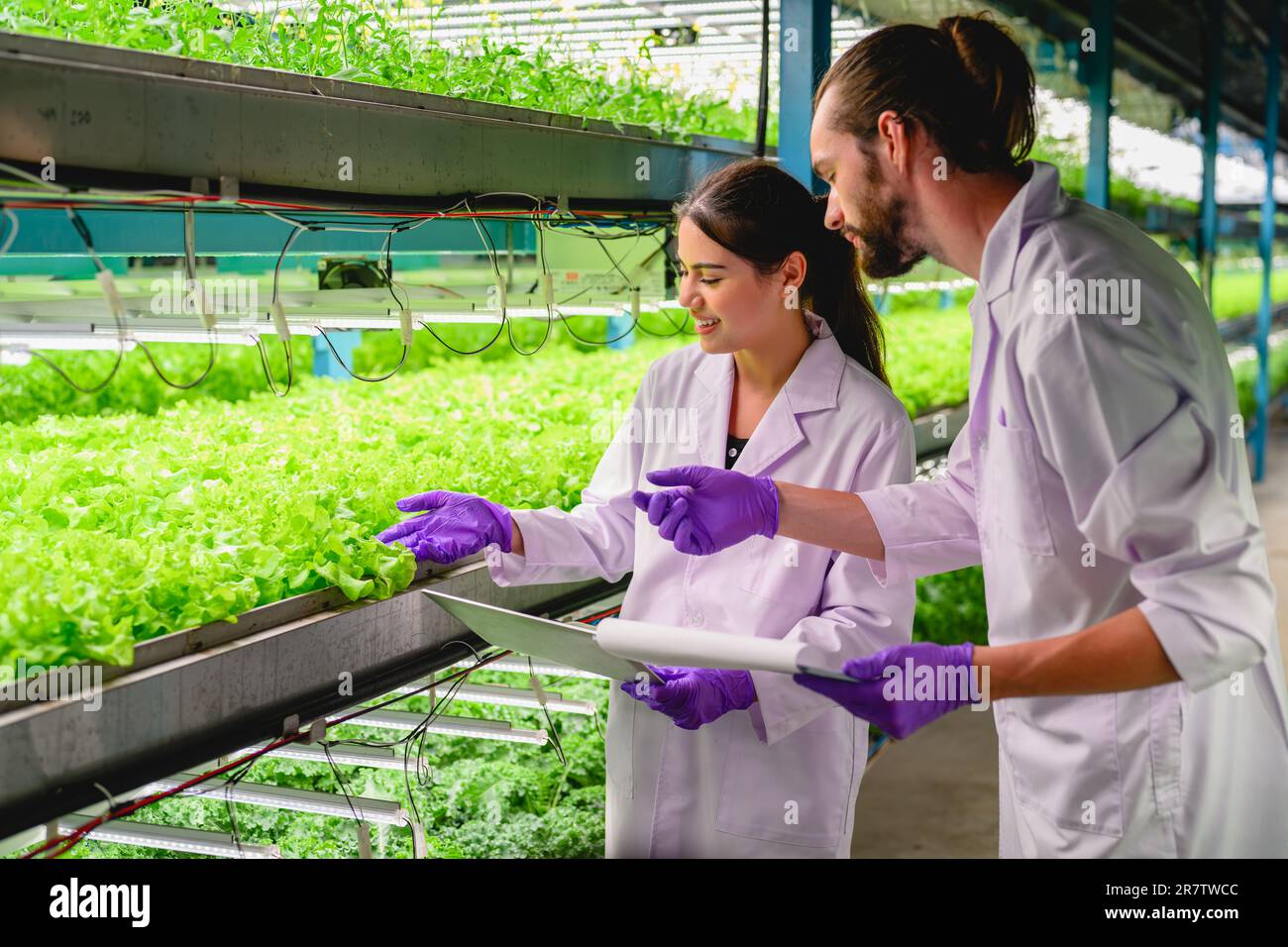 Scientists team working and researching in hydro and organic farm Stock ...