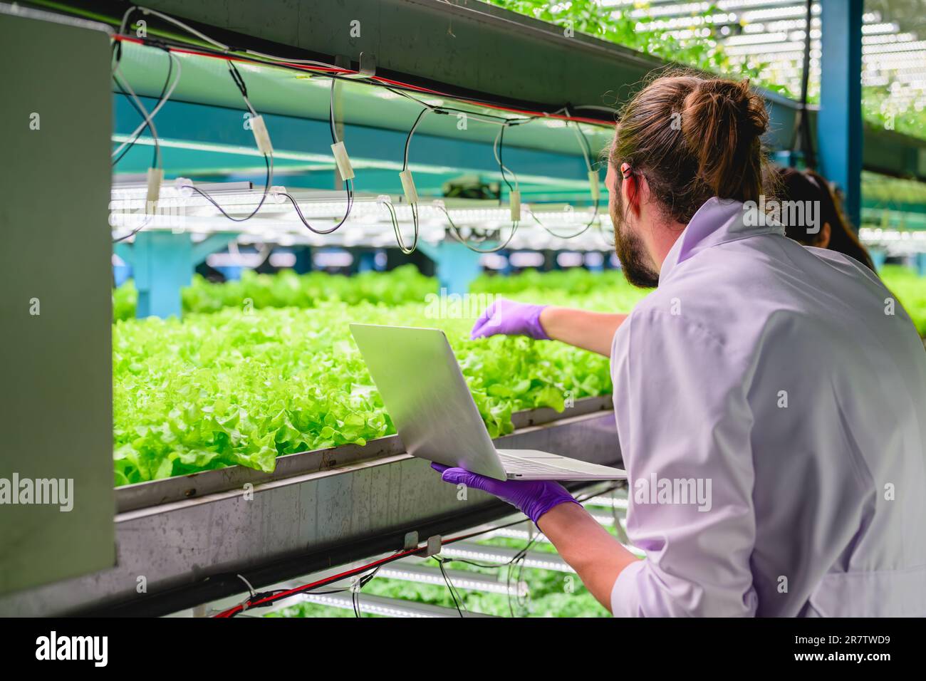 Scientists team working and researching in hydro and organic farm Stock ...