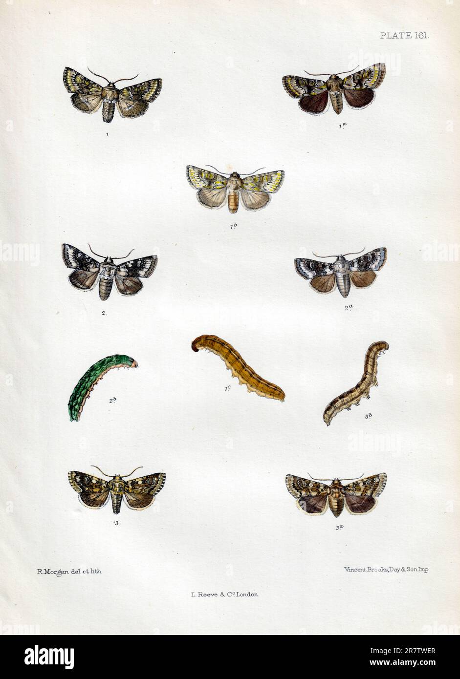 Charles golding barrett hi-res stock photography and images - Alamy