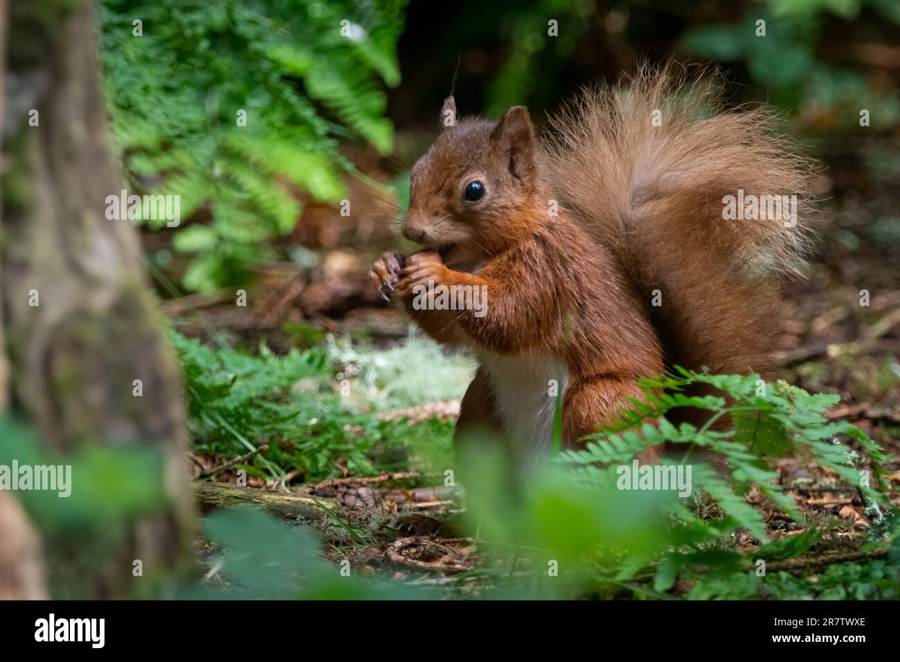 Red squirrell (Sciurus vulgaris) in the Queen Elizabeth Forest ...