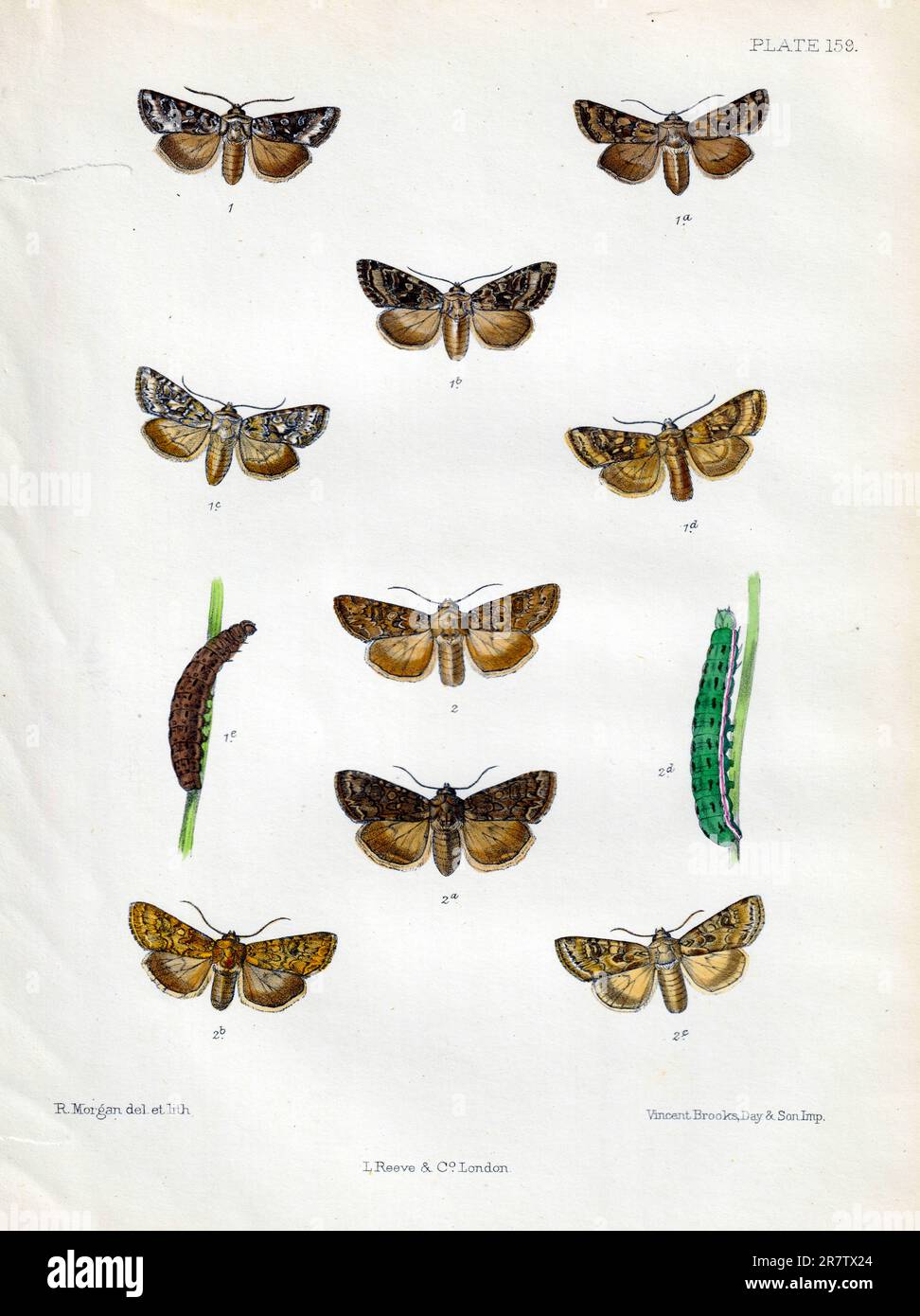 Charles Golding Barrett (1836-1904) - The Lepidoptera of the British ...