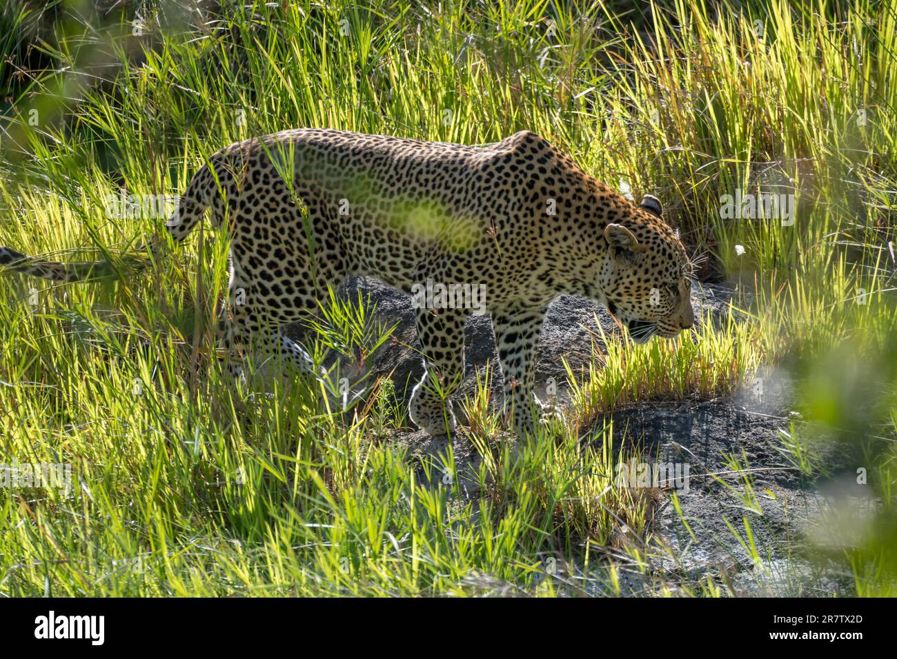 leopard walking in tall grass of river shore at shrubland, shot in ...
