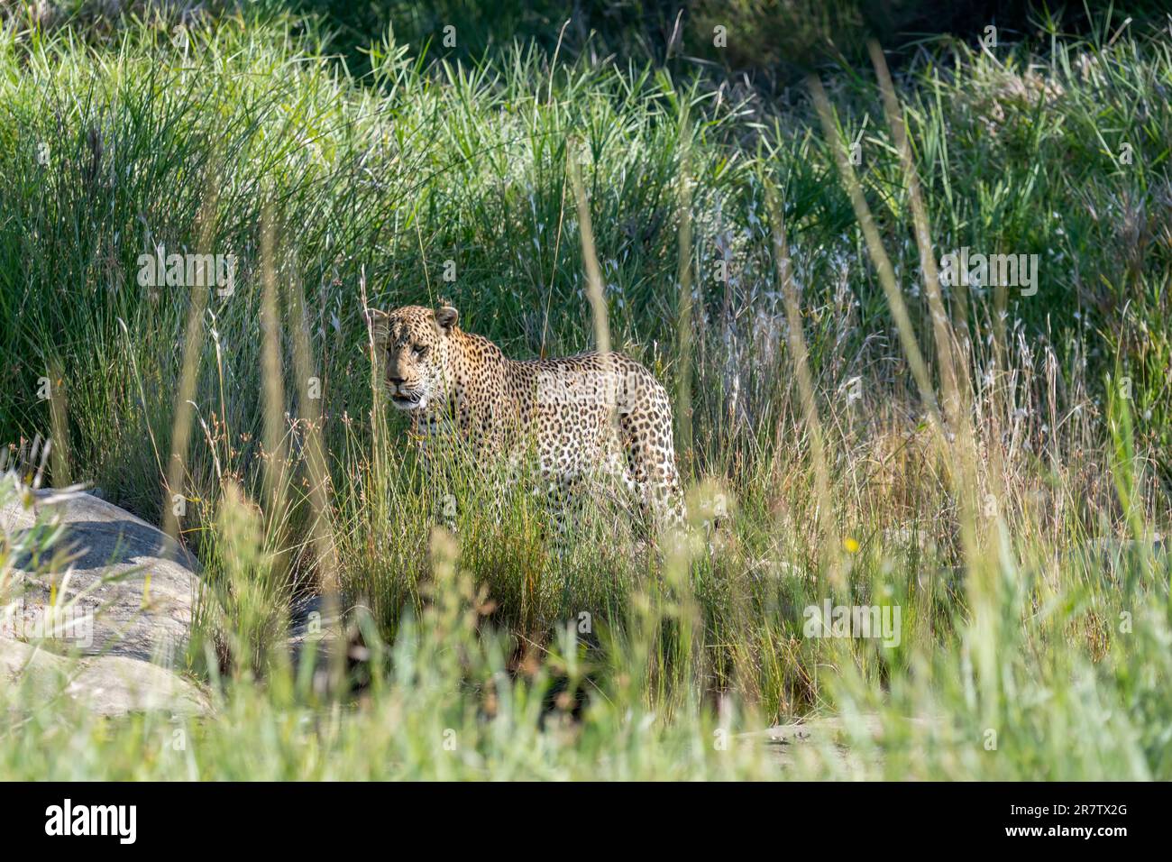 leopard standing in tall grass of river shore at shrubland, shot in ...
